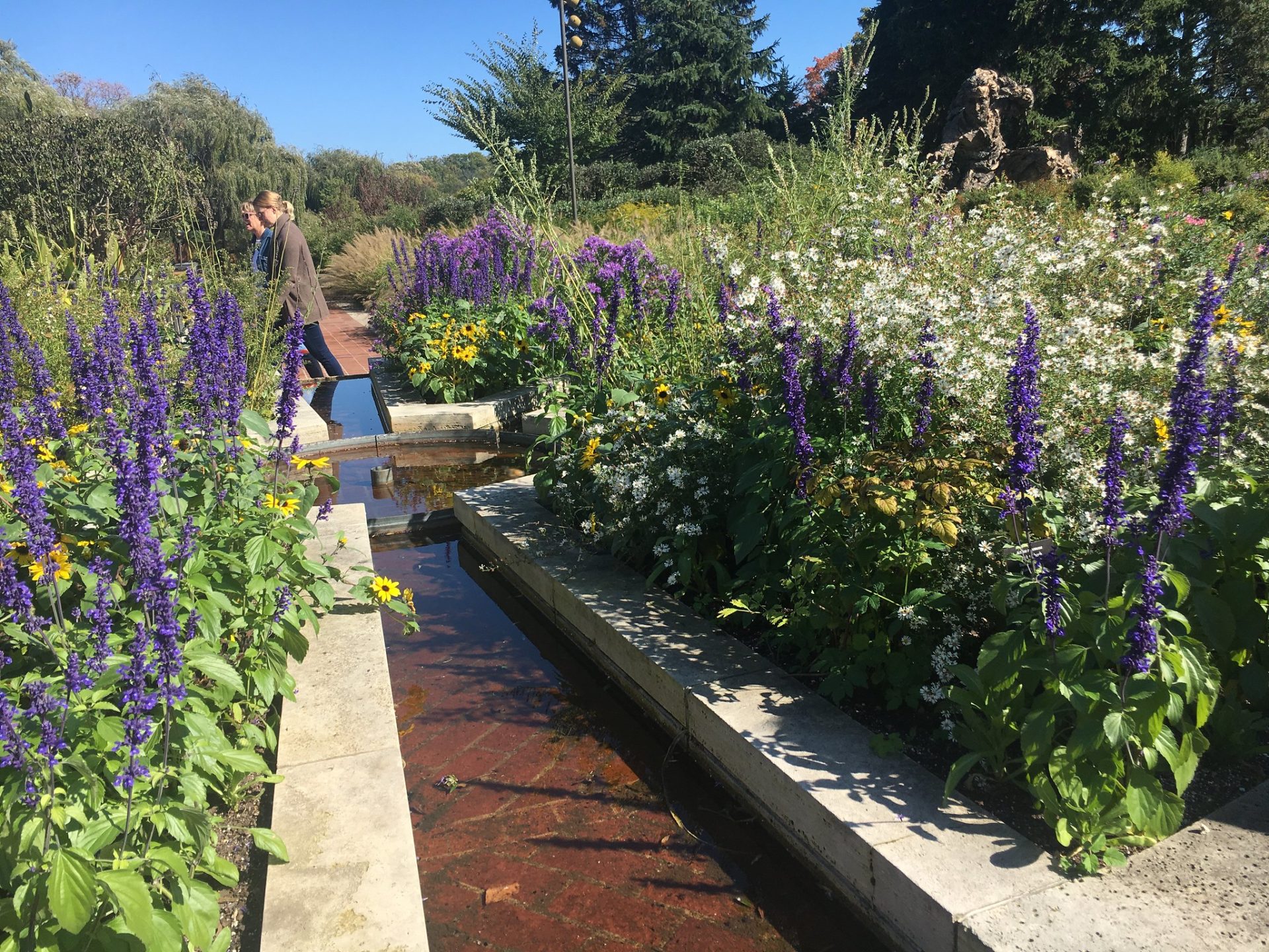 Native Plants for your Chicago Garden – MG Group