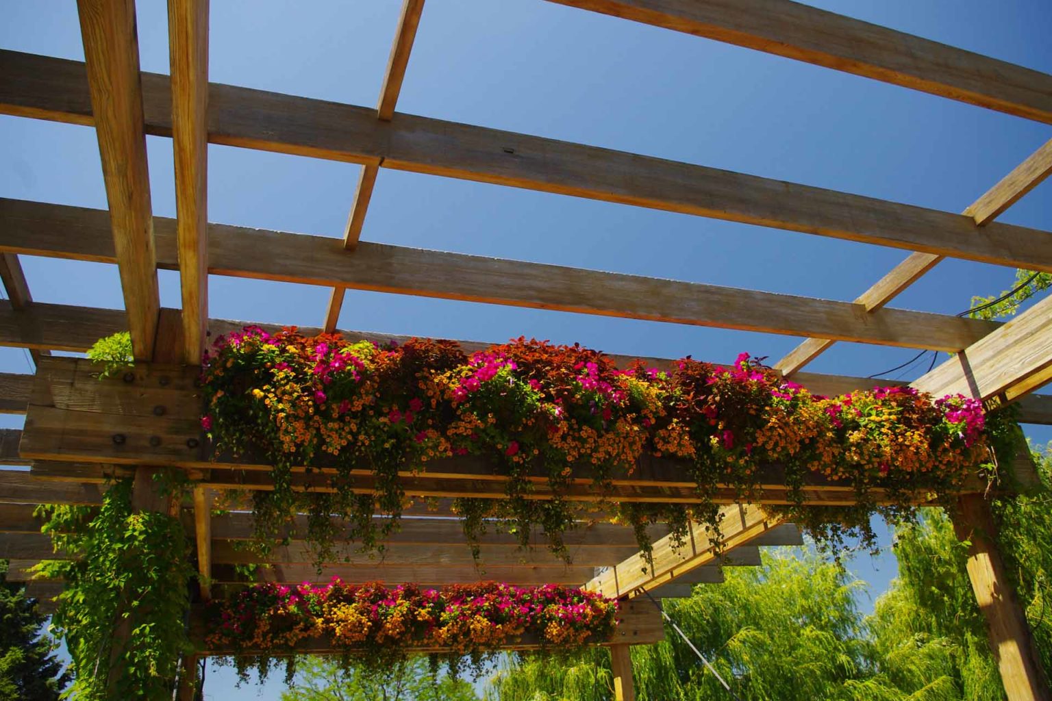 Native Plants for your Chicago Garden – MG Group