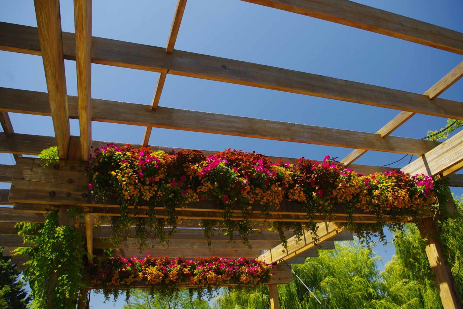 Native Plants for your Chicago Garden – MG Group